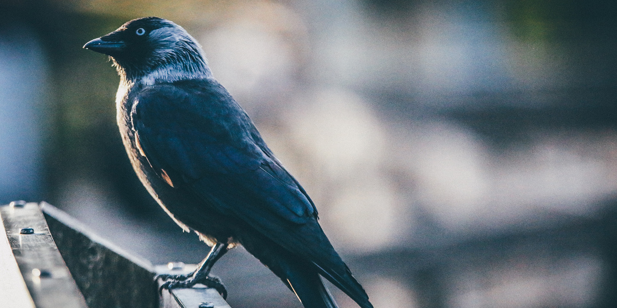 Reseña saga «The Raven Cycle», de Maggie Stiefvater – Cintia Fernández